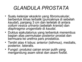 Sistemperkemihandanreproduksi | PPT