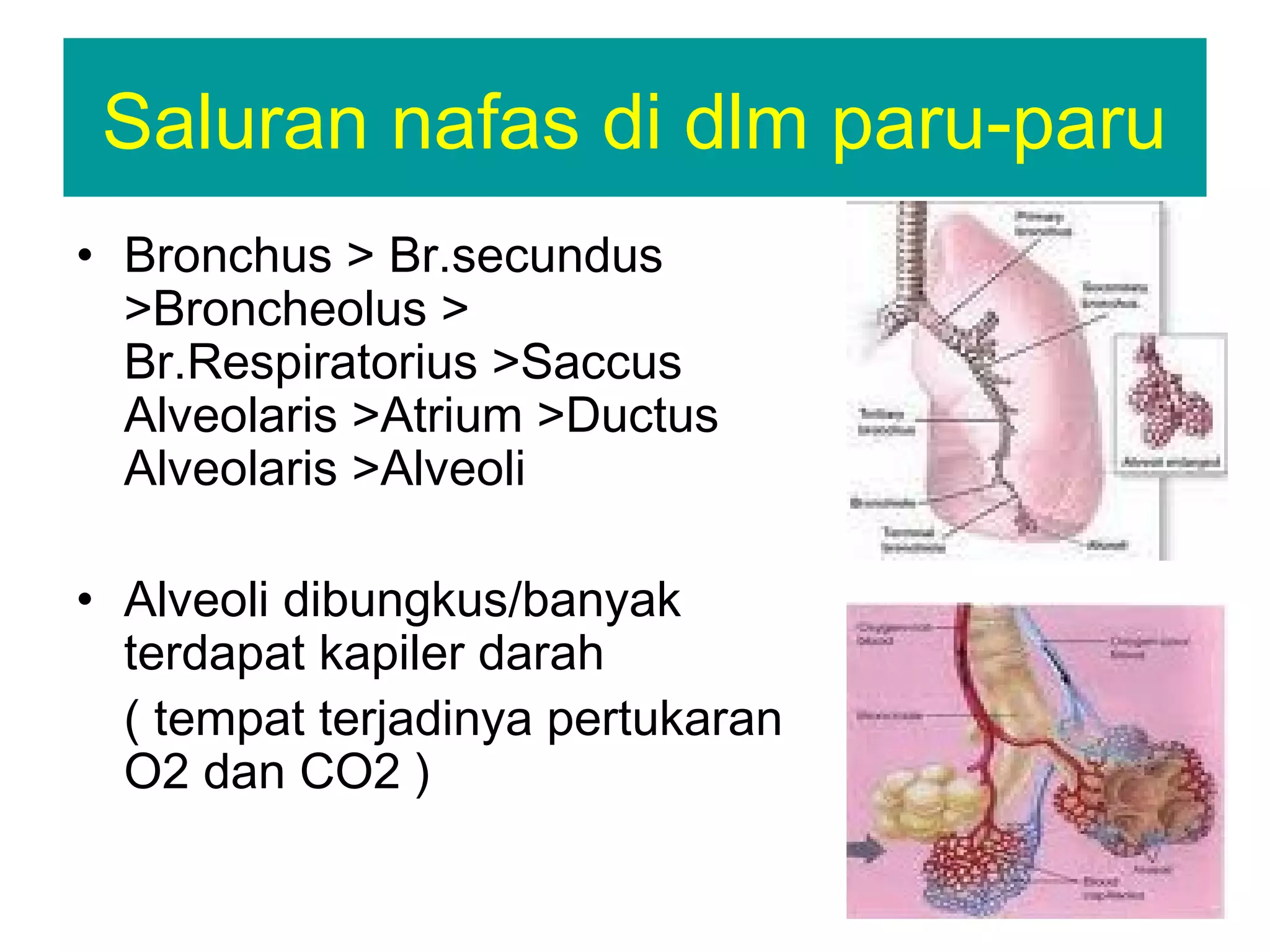 Sistem pernafasan | PPT