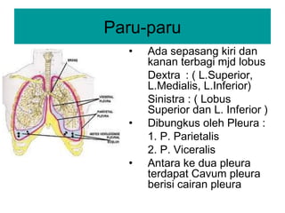 Sistem pernafasan | PPT
