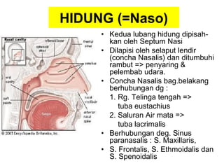 Sistem pernafasan | PPT