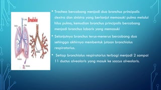 Anatomi dan Fisiologi SISTEM PERNAFASAN.pdf