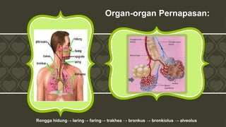 Sistem pernapasan kelas viii | PPTX