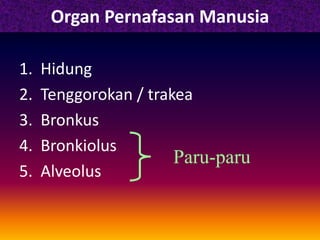 Sistem Pernafasan Pada Manusia | PPTX