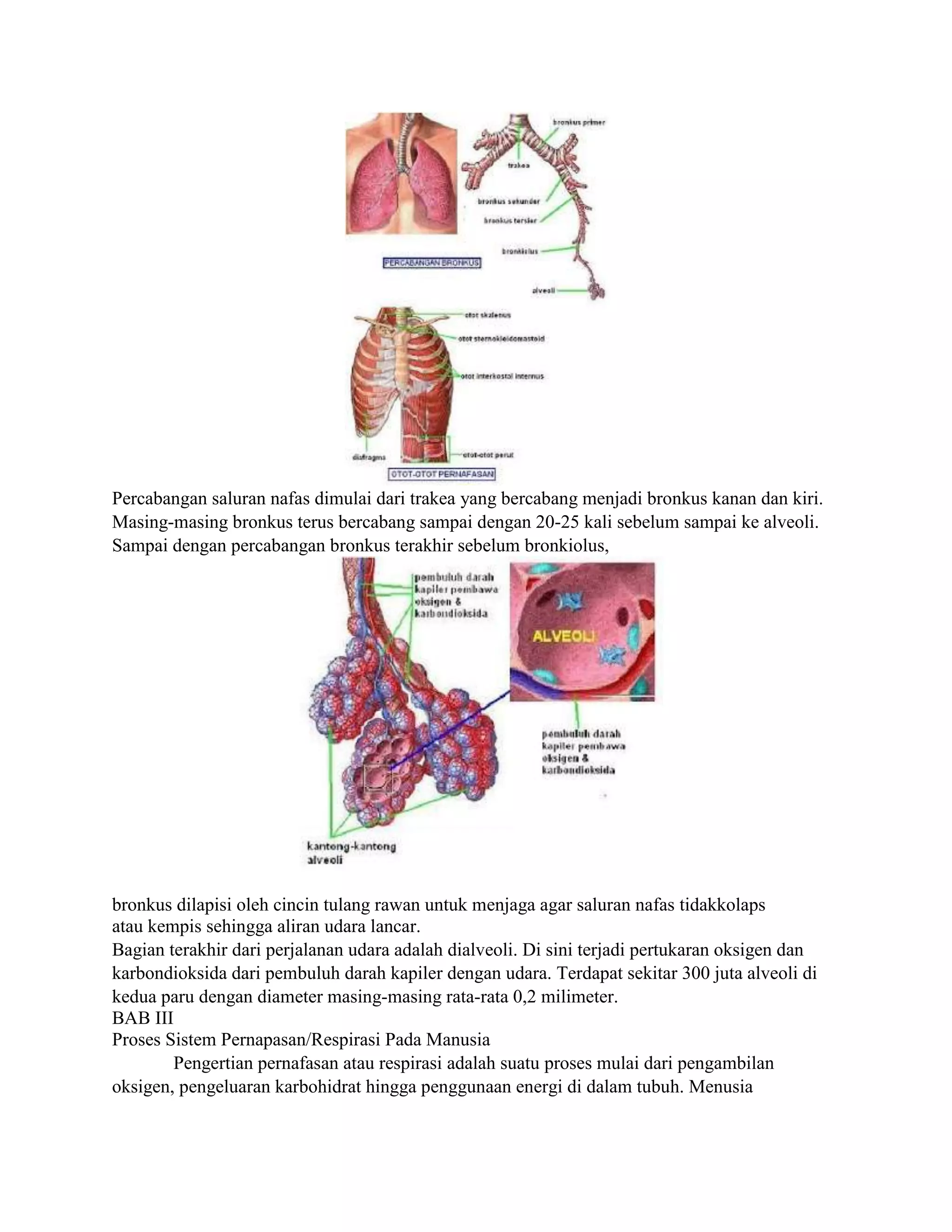 Sistem pernafasan pada manusia dr lelyyy | PDF