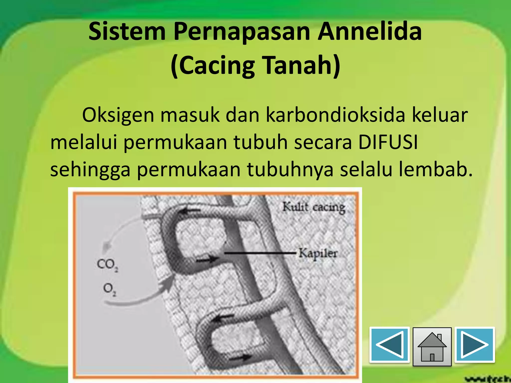 Sistem pernapasan | PPTX