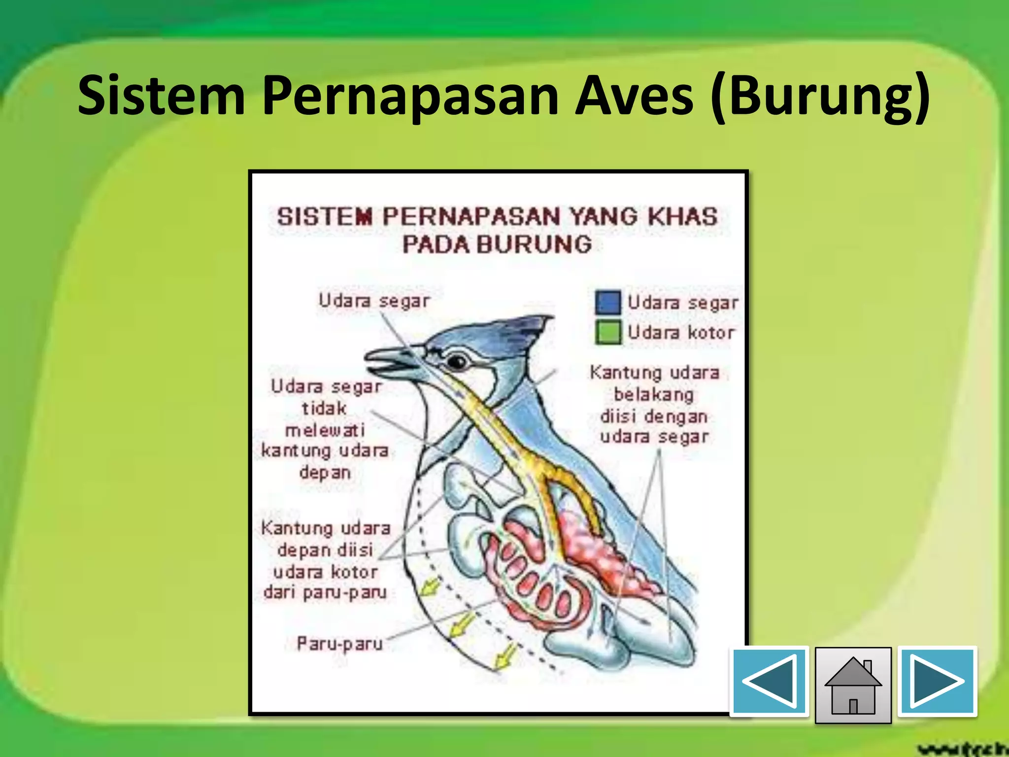 Sistem pernapasan | PPTX