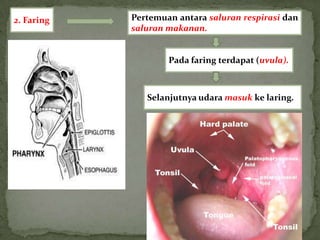Sistem pernapasan | PPT