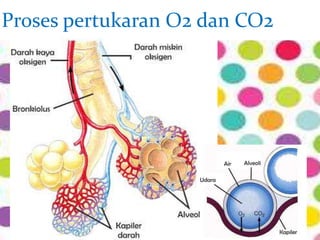 Sistem pernapasan | PPTX