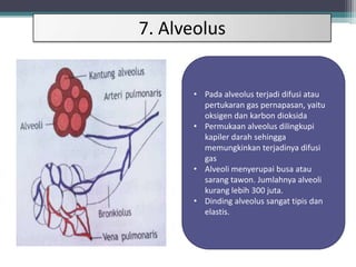 Sistem pernapasan | PPTX