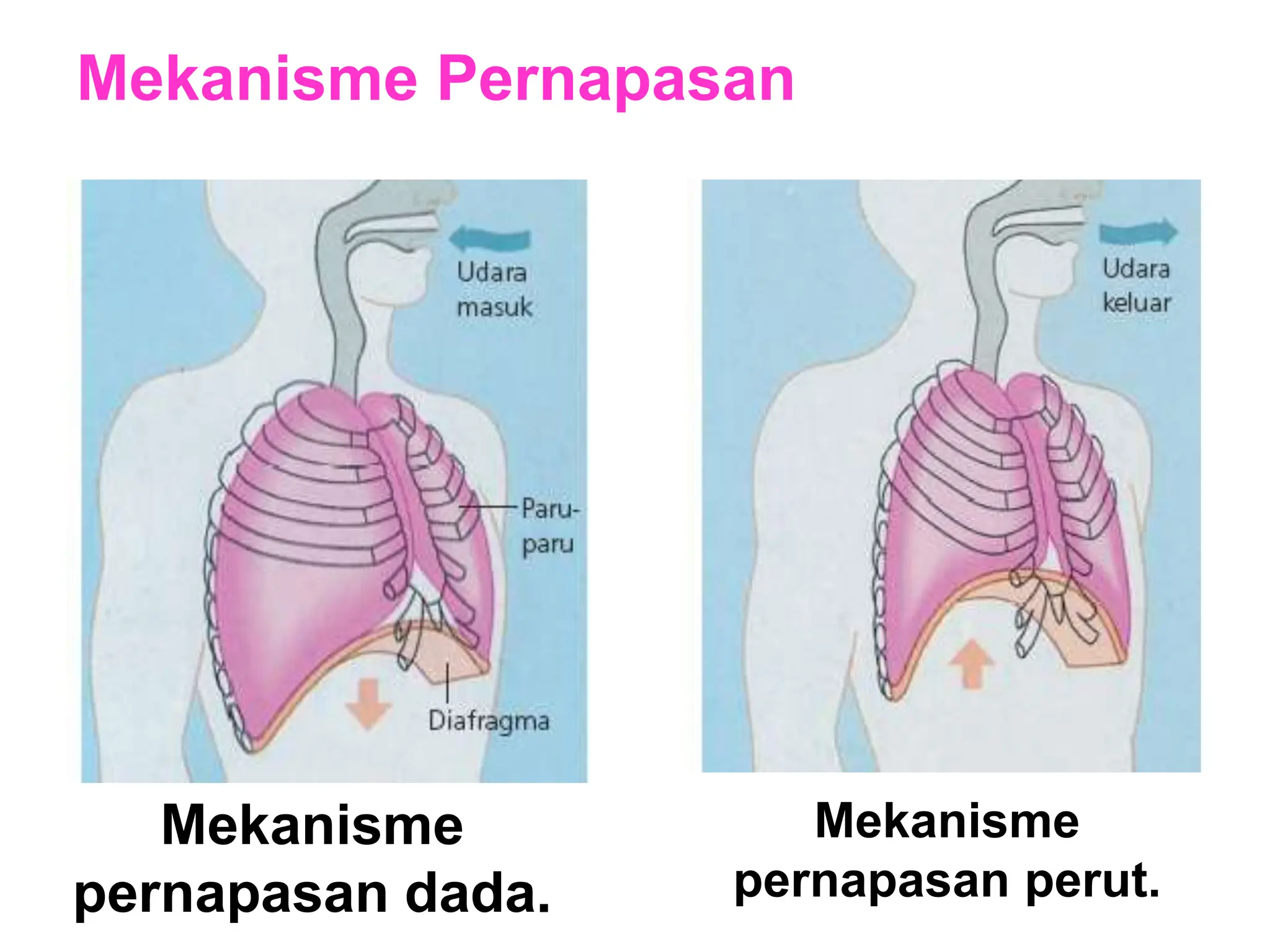 sistem Pernapasan.ppt kelas XI kurikulum Merdeka | PPT