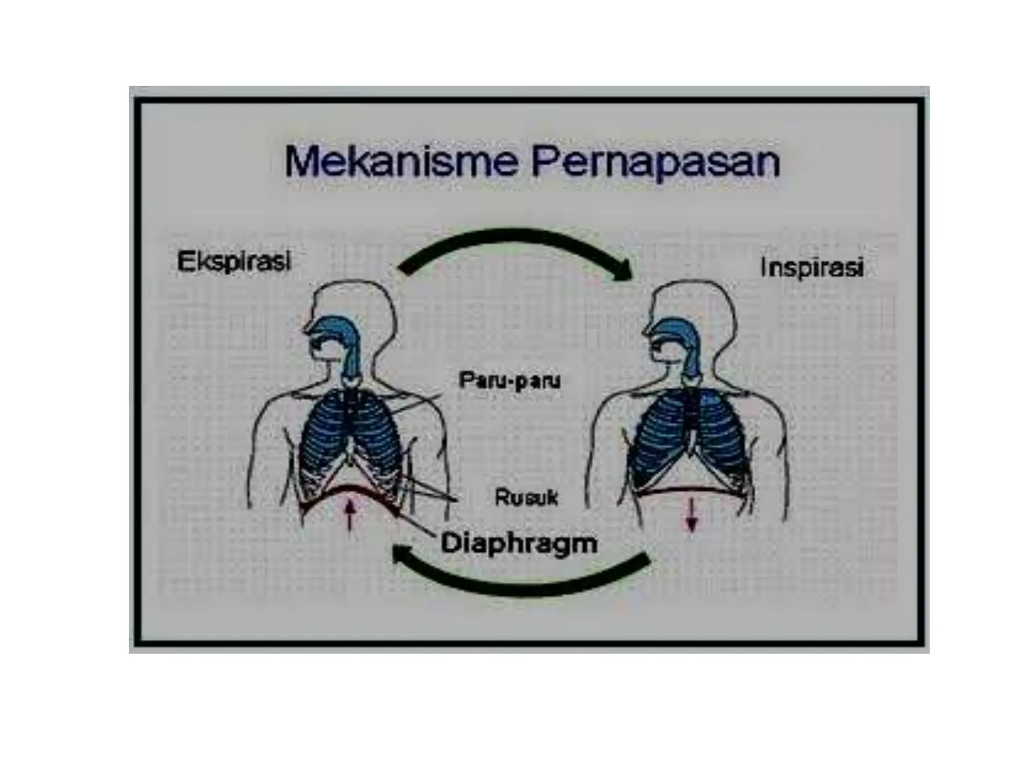 sistem Pernapasan.ppt kelas XI kurikulum Merdeka | PPT