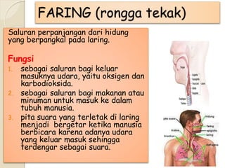 SISTEM PERNAPASAN DAN OBAT PENYAKIT SISTEM PERNAPASAN | PPTX