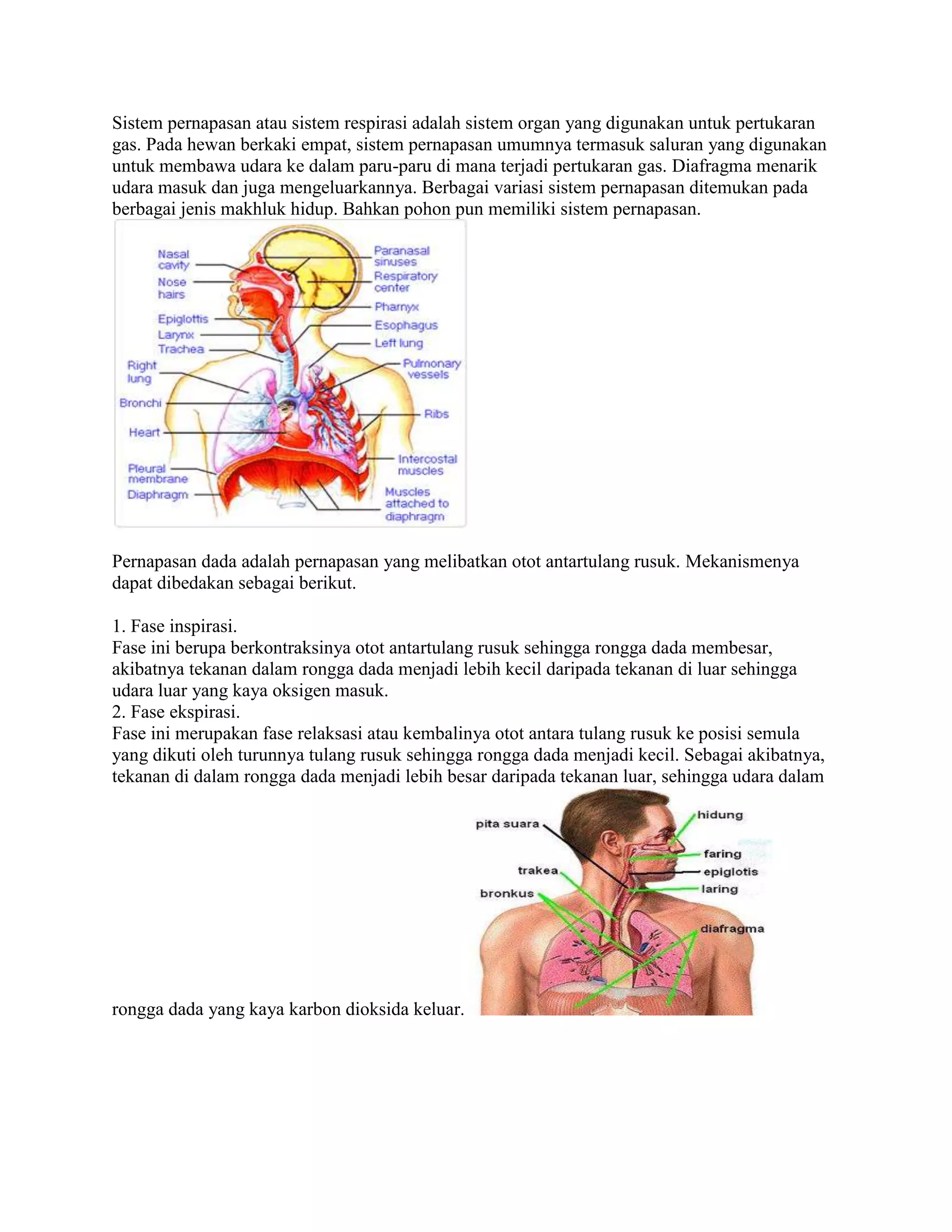 Sistem pernapasan atau sistem respirasi adalah sistem organ yang ...