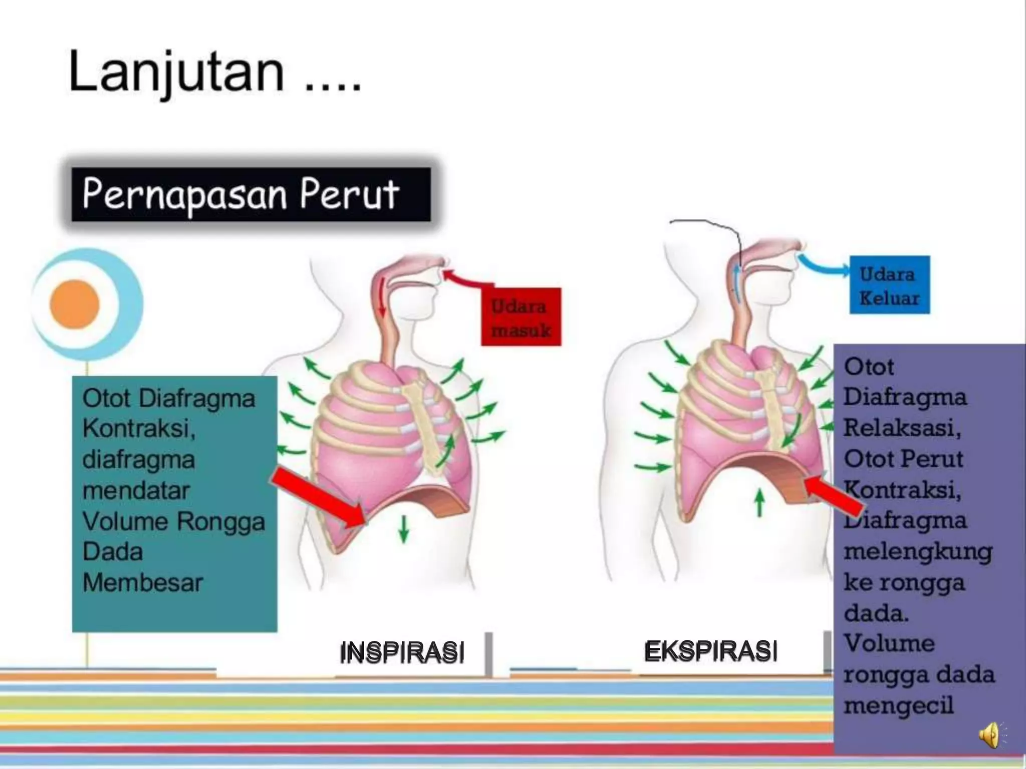 SISTEM PERNAPASAN MANUSIA.pptx