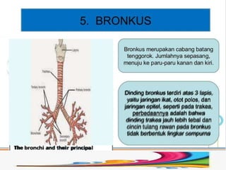 SISTEM PERNAPASAN MANUSIA.pptx