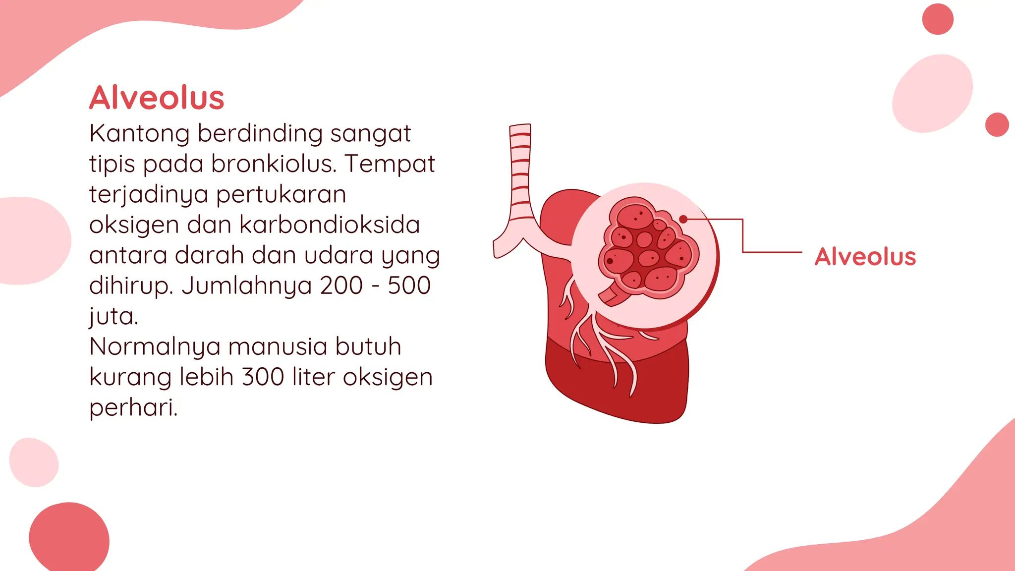 Sistem Pernapasan Manusiapptx 