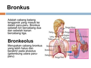 Sistem pernapasan manusia-organ.pptx