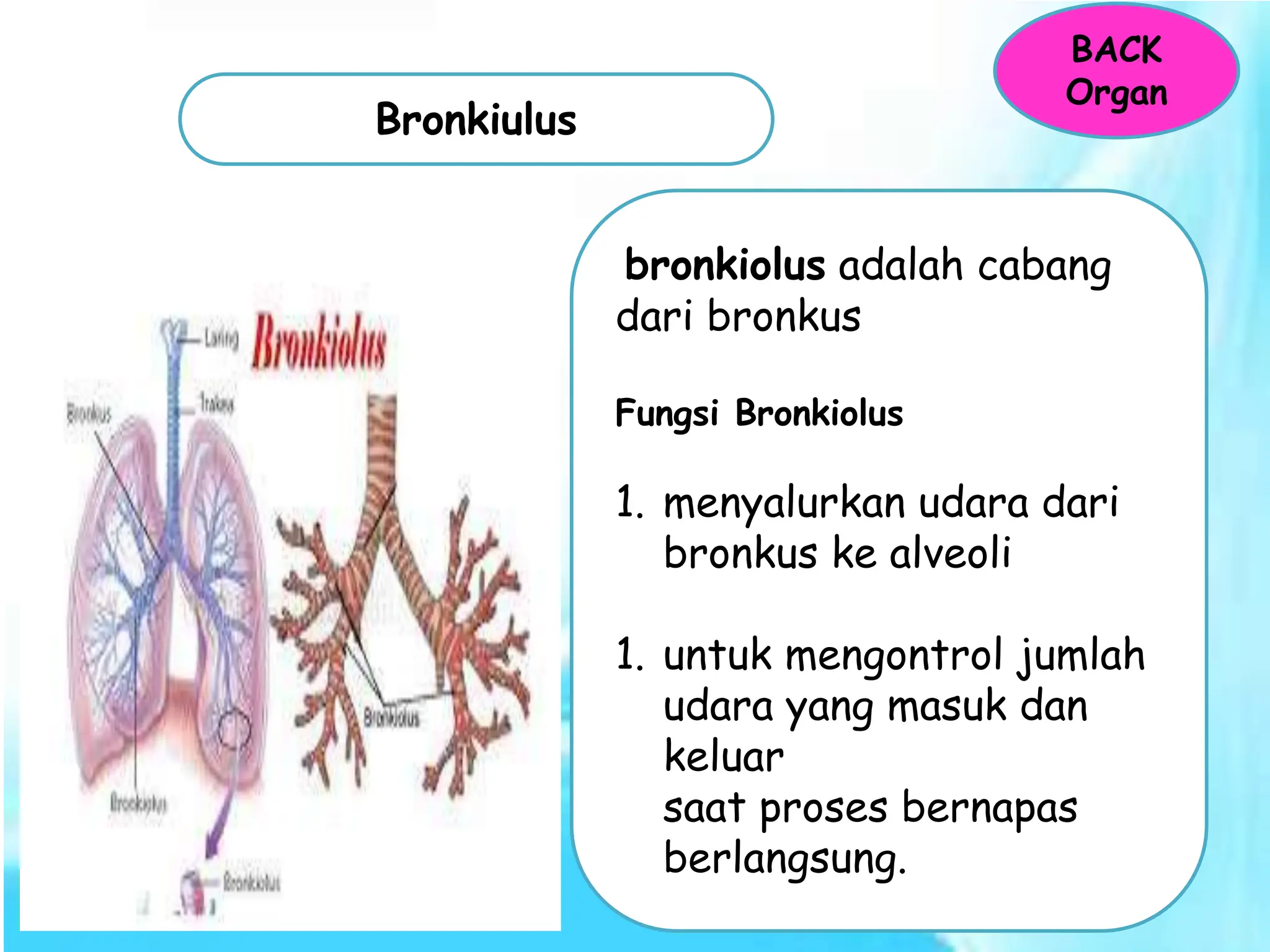 SISTEM PERNAPASAN MANUSIA DAN FUNGSINYA.pptx