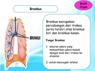 SISTEM PERNAPASAN MANUSIA DAN FUNGSINYA.pptx