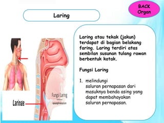 SISTEM PERNAPASAN MANUSIA DAN FUNGSINYA.pptx