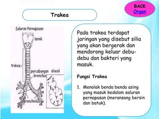 SISTEM PERNAPASAN MANUSIA DAN FUNGSINYA.pptx