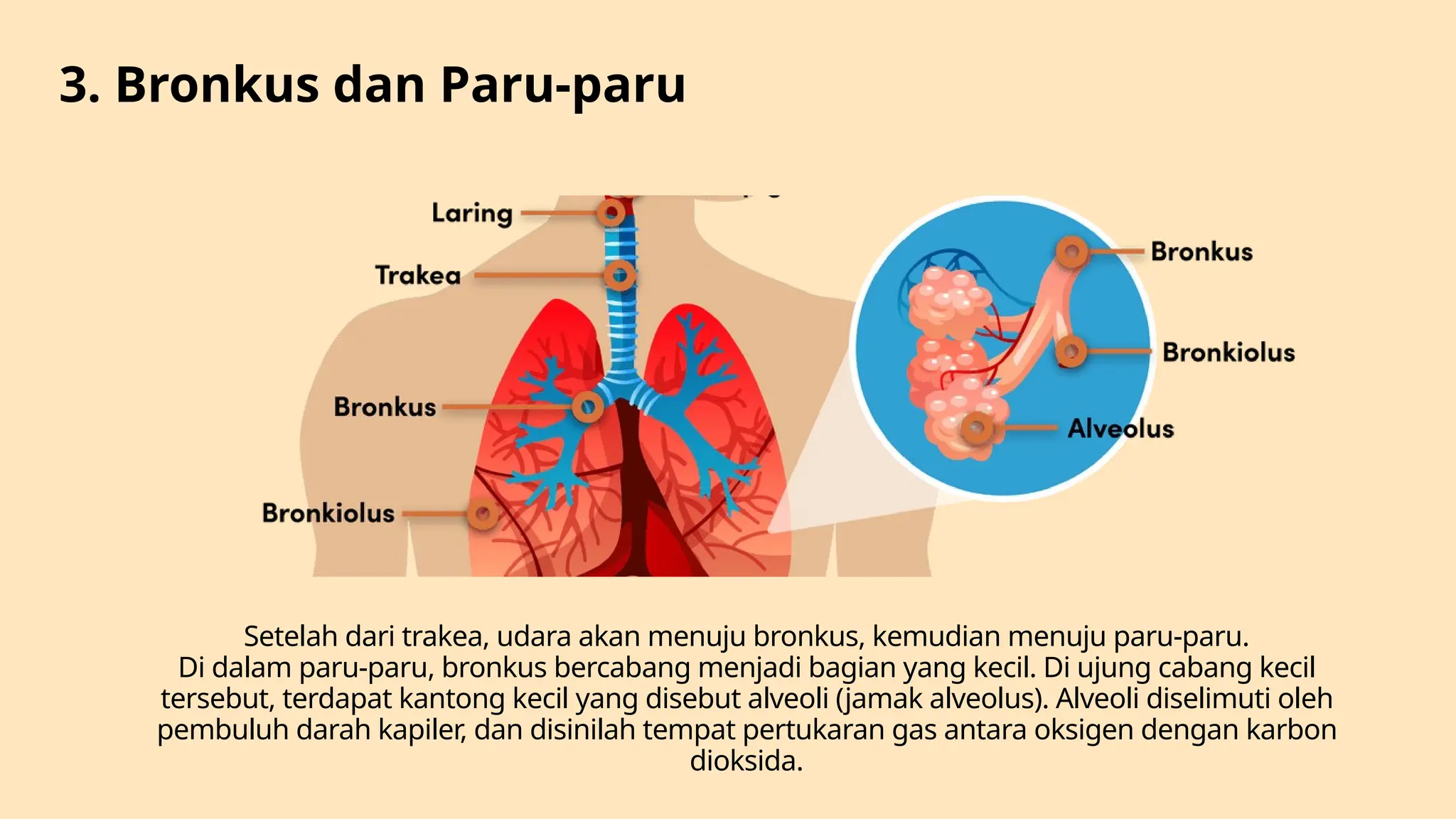 Sistem Pernapasan Manusia Presentasi Materi Merah Hijau Jingga Gaya ...