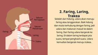 Sistem Pernapasan Manusia Presentasi Materi Merah Hijau Jingga Gaya ...