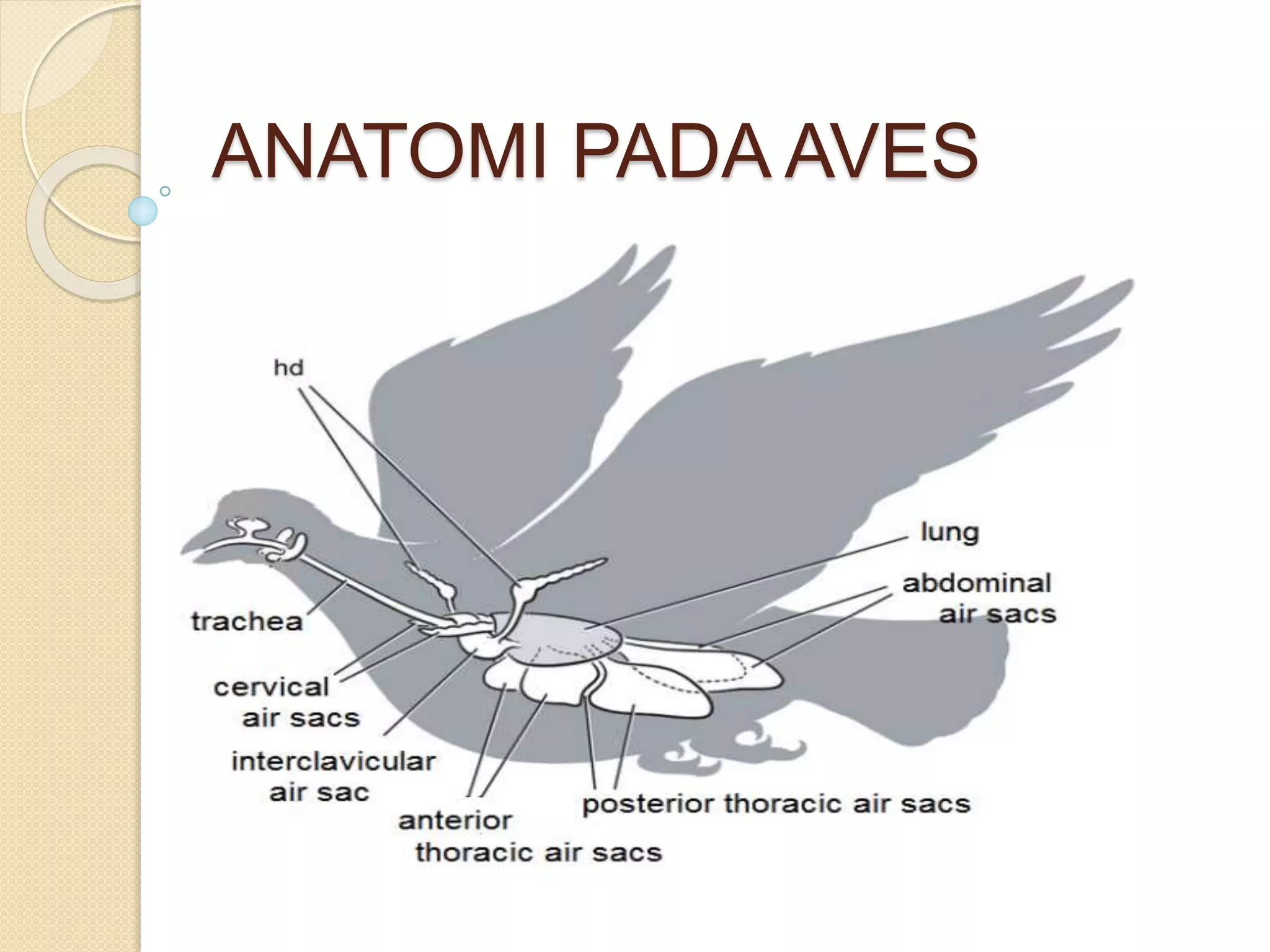 Sistem pernapasan pada aves | PPTX