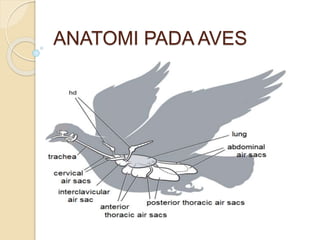 Sistem pernapasan pada aves | PPTX