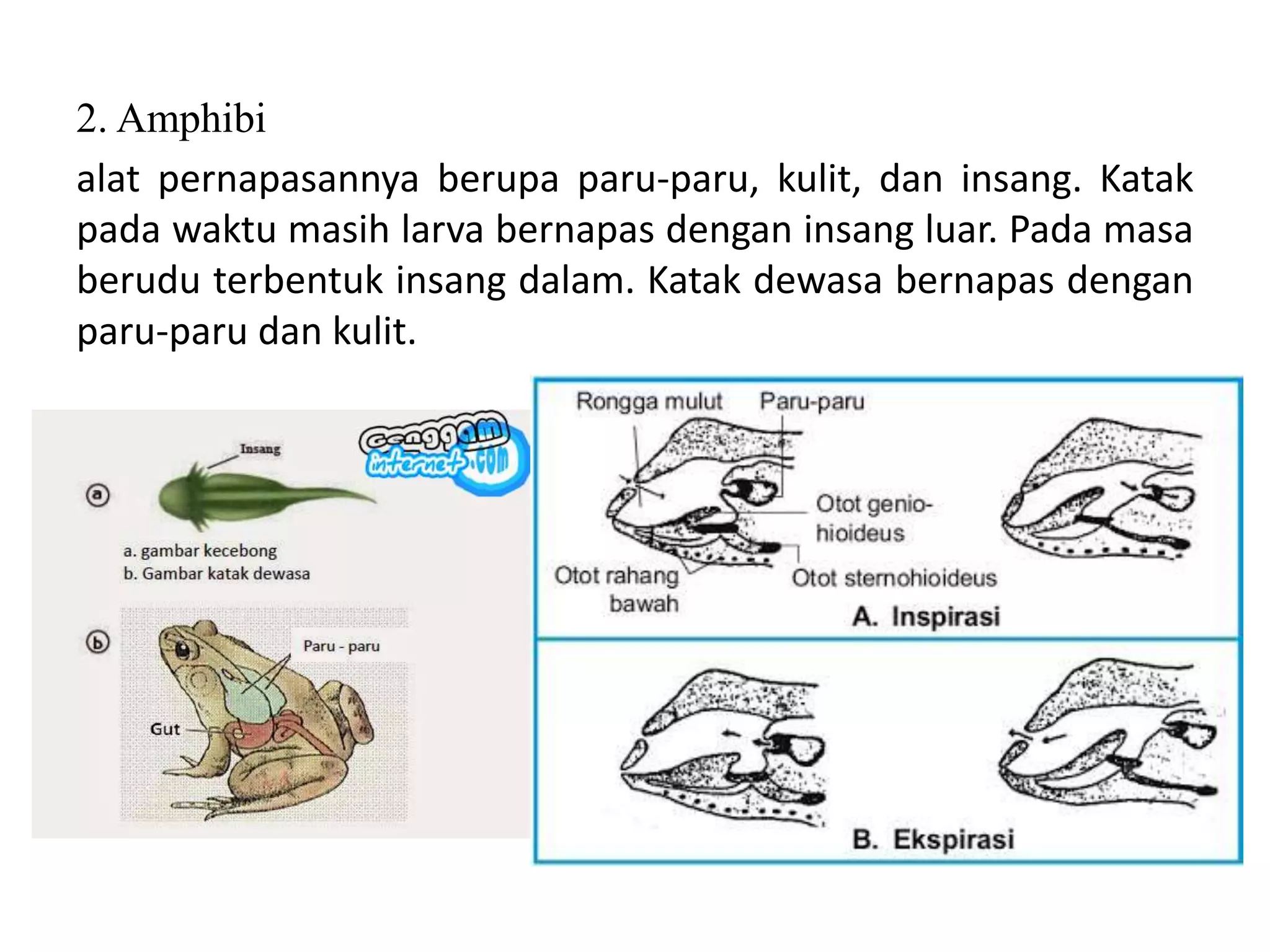Sistem Pernapasan Pada Hewan | PPTX