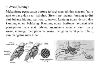 Sistem Pernapasan Pada Hewan | PPTX