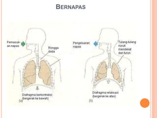 sistem pernapasan pada manusia.ppt