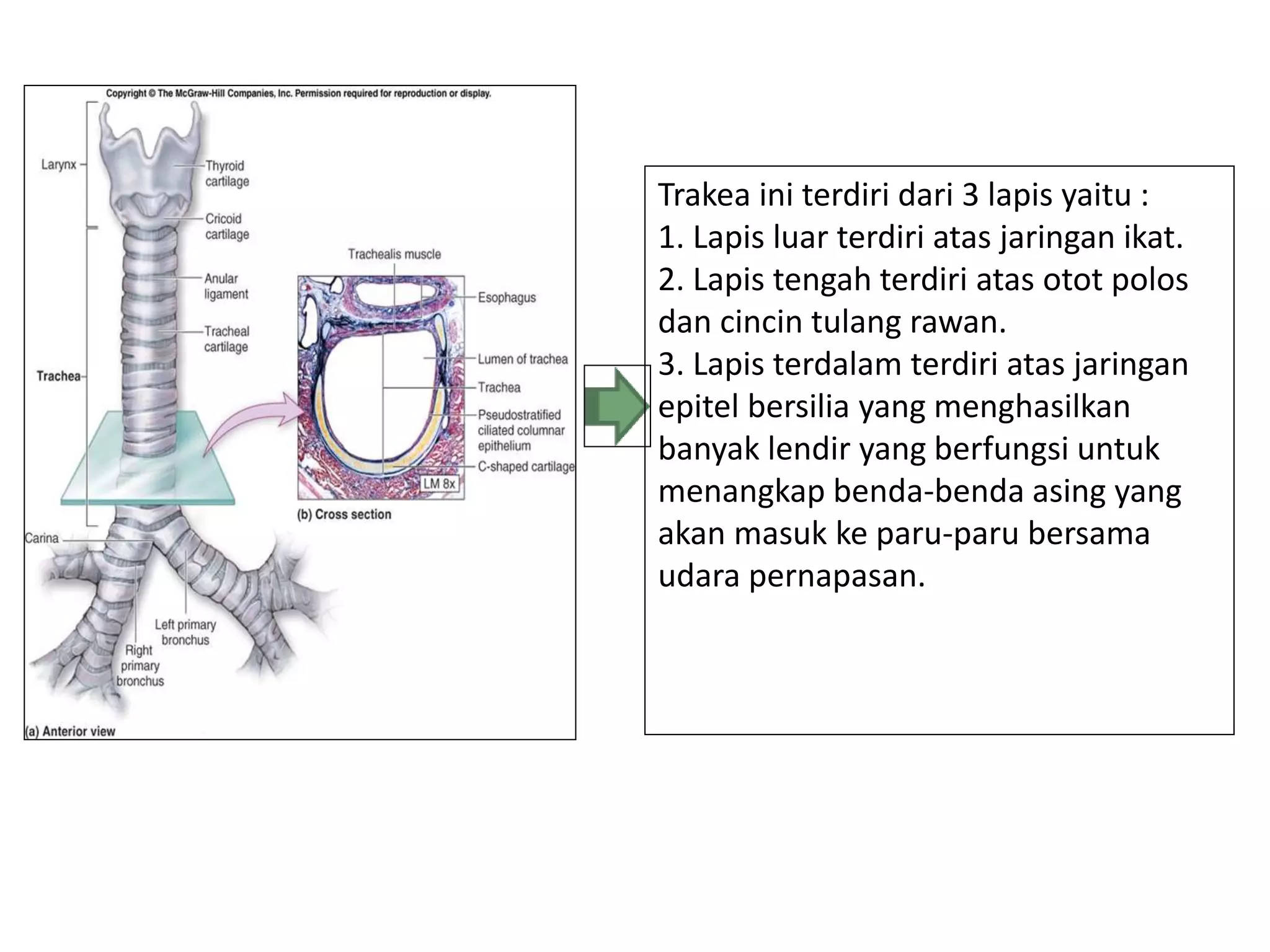 SISTEM PERNAPASAN PADA MANUSIA.pptx