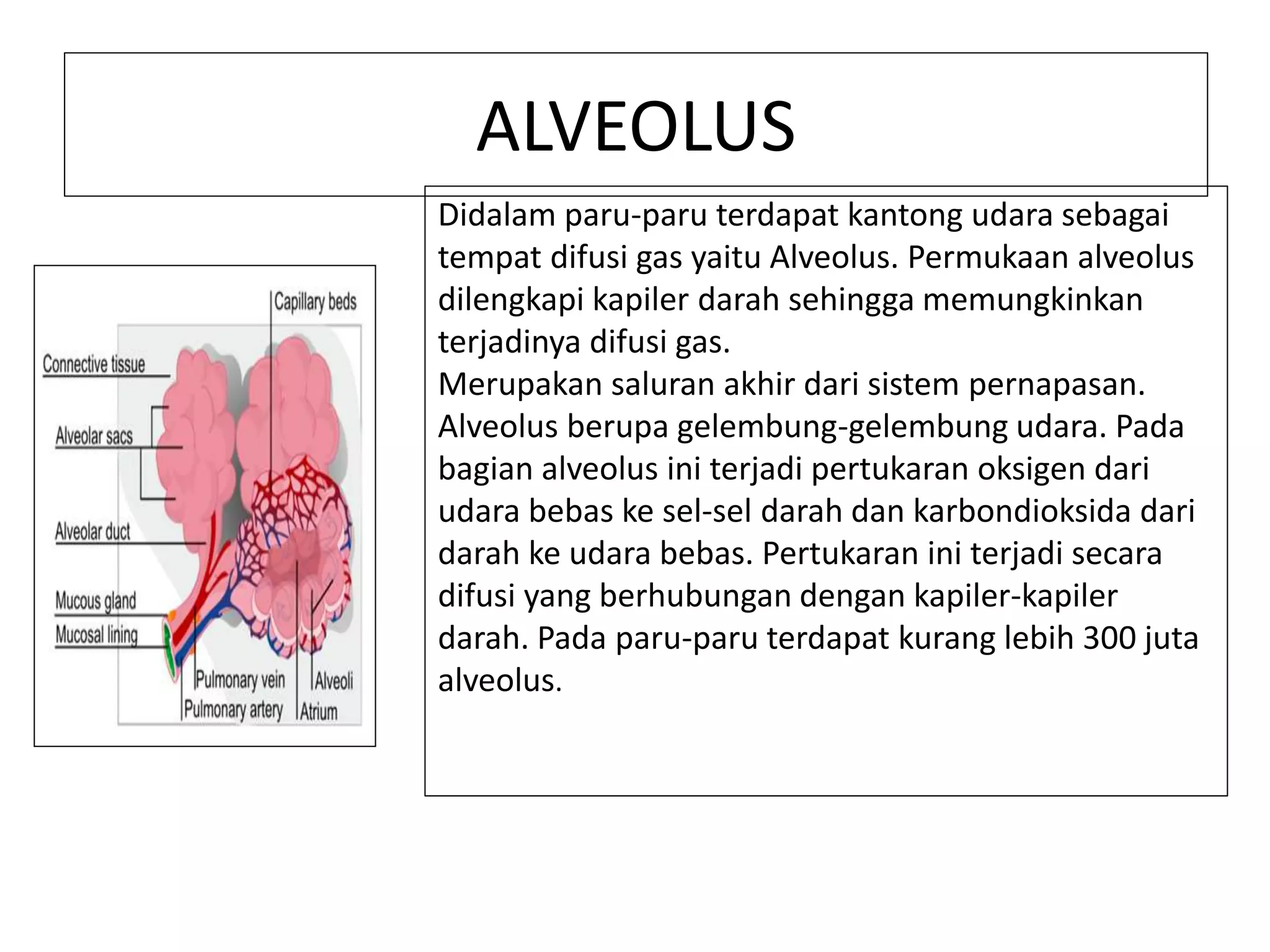 SISTEM PERNAPASAN PADA MANUSIA.pptx