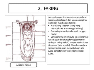 SISTEM PERNAPASAN PADA MANUSIA.pptx