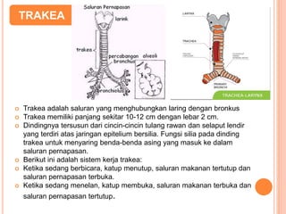 sistem pernapasan pada manusia.ppt