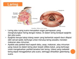 sistem pernapasan pada manusia.ppt