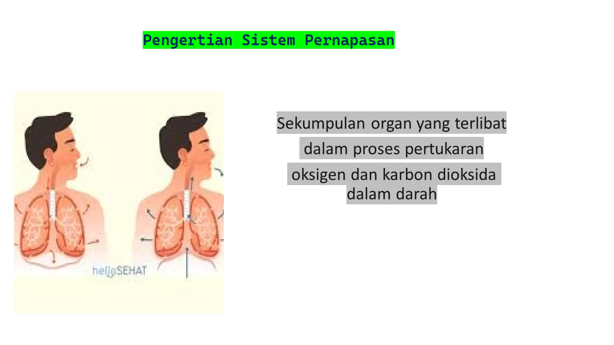 Sistem Pernapasan pada Manusia.ppt sistem pernapasan pada manusia ...