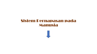 Sistem Pernapasan pada Manusia.ppt sistem pernapasan pada manusia ...