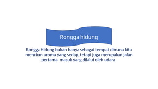 Sistem Pernapasan pada Manusia.ppt sistem pernapasan pada manusia ...