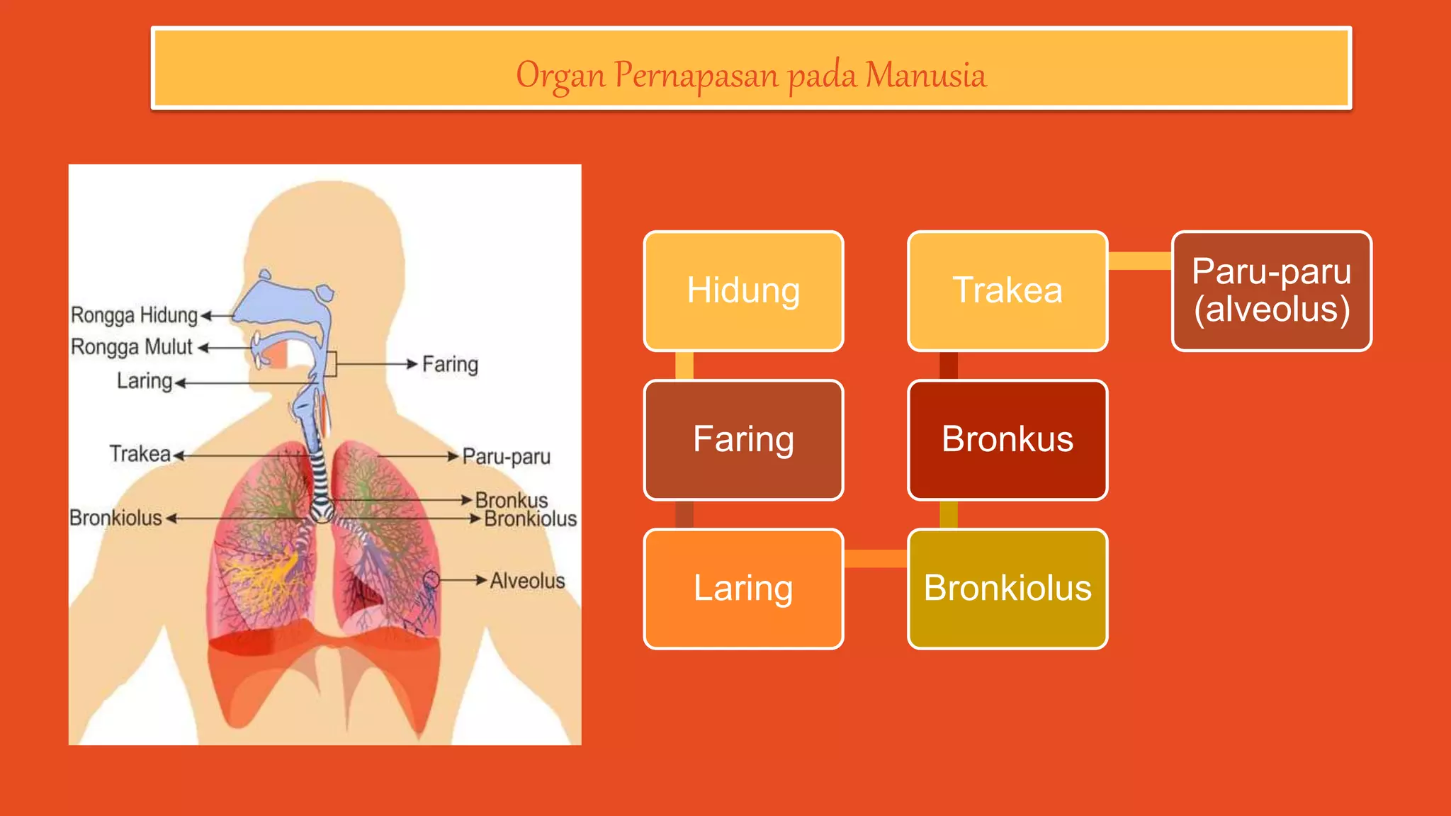 Sistem pernapasan pada manusia (xi) | PPTX