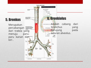 PPT PADA SISTEM SISTEM_PERNAPASAN_pptx.pptx