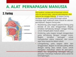SISTEM PERNAPASAN DI TUBUH MANUSIA BENAR.pptx