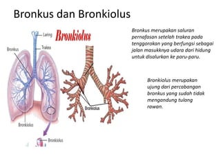 SISTEM PERNAPSAN MANUSIA.pptx