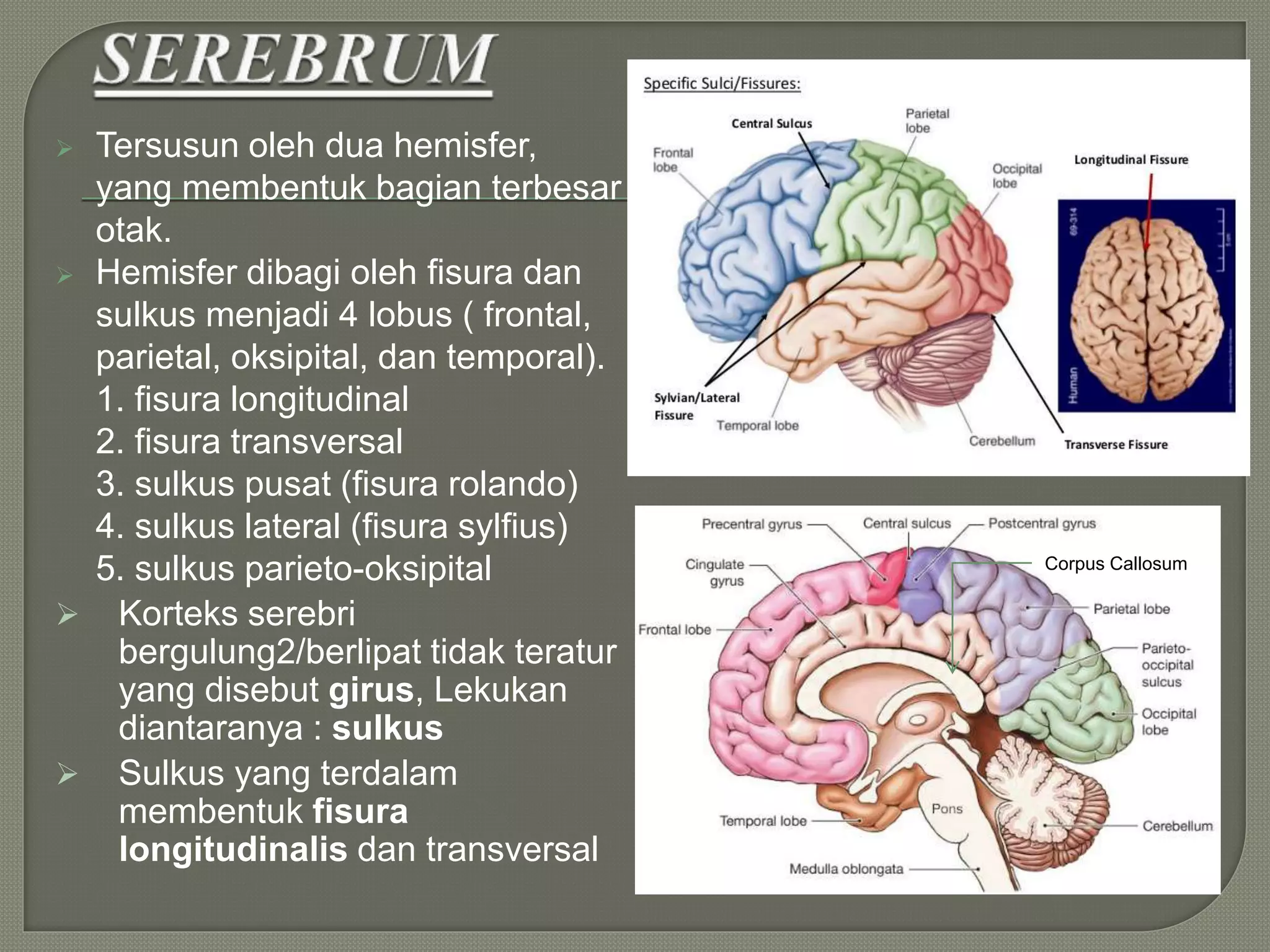 Sistem Persyarafan | PPTX