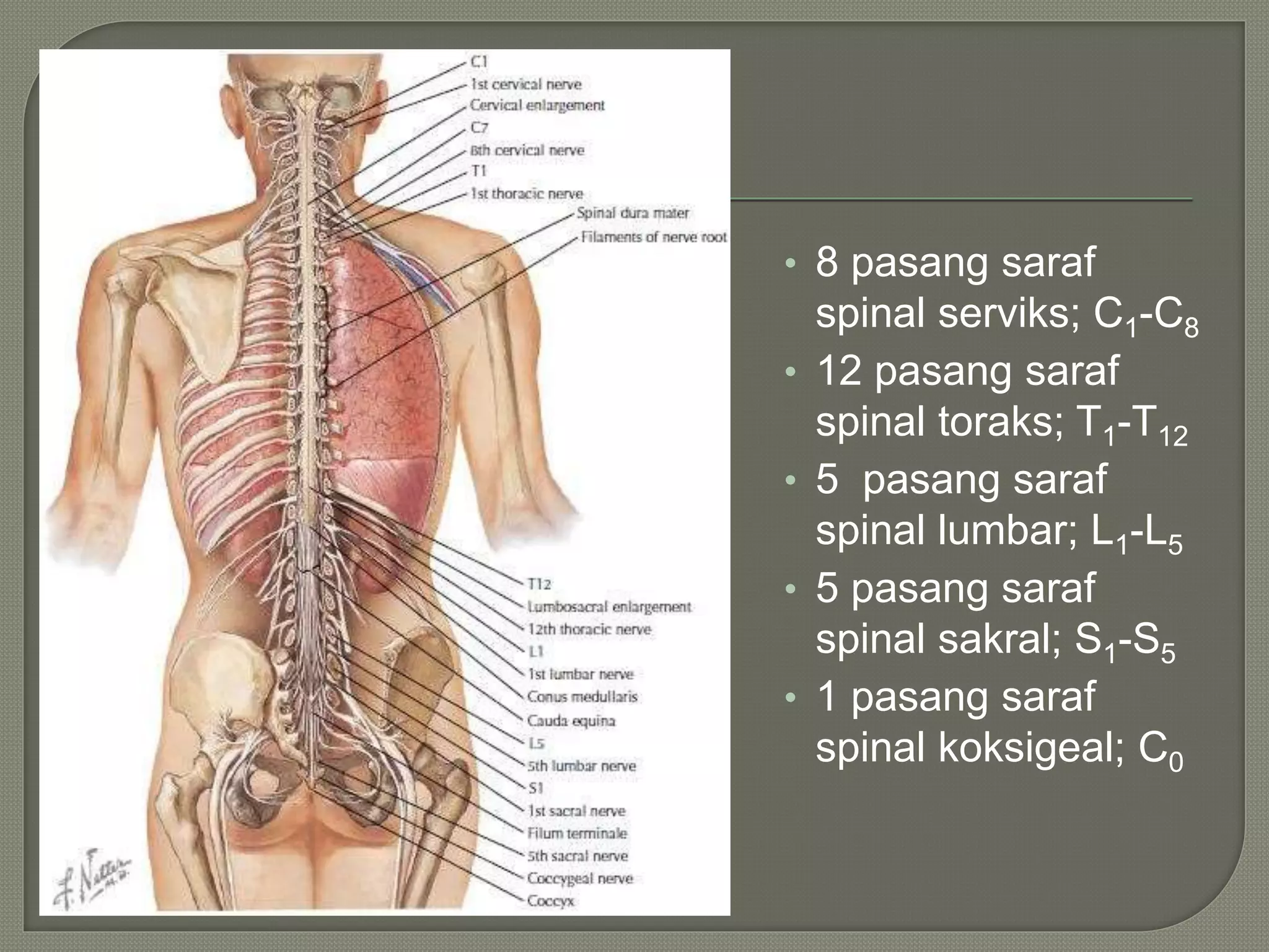 Sistem Persyarafan | PPTX