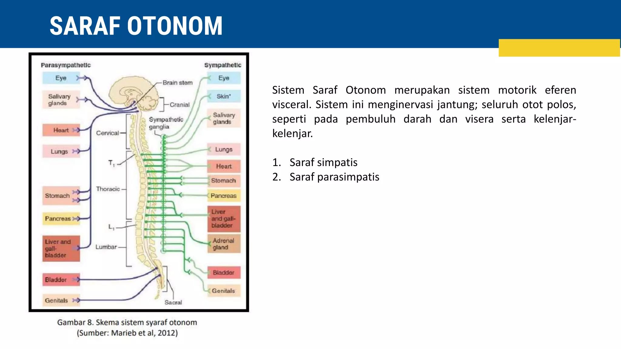 Sistem Persarafan.pptx