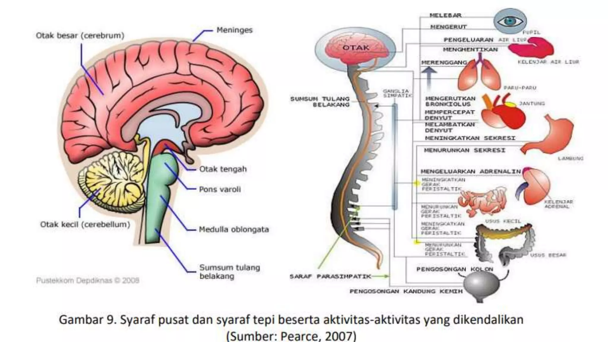 Sistem Persarafan.pptx