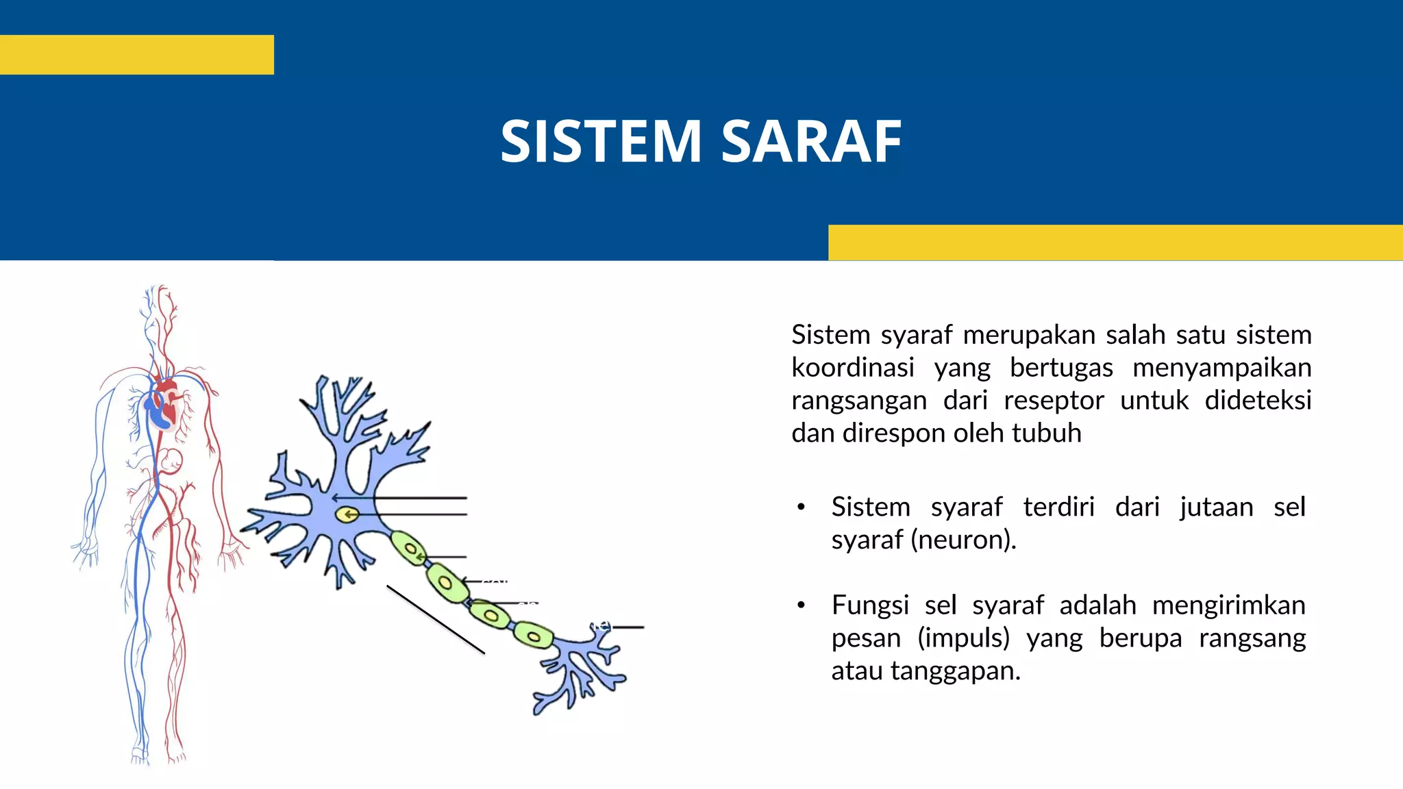 Sistem Persarafan.pptx