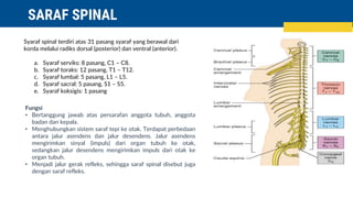 Sistem Persarafan.pptx